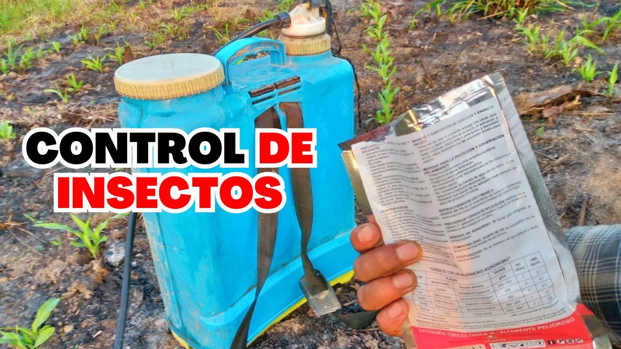 🌽 Maíz Libre De Insectos - Control De Cogollero En Cultivo De Maíz ...