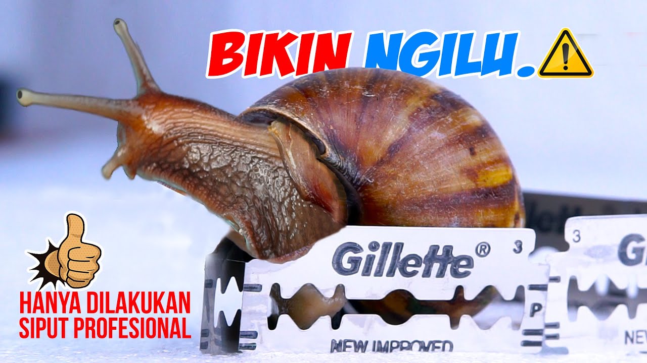 SIPUT vs SILET (SNAIL vs RAZOR Obstacle Experiment) Can Snail Walking ...