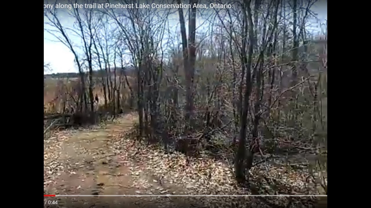 Nature Symphony along the trail at Pinehurst Lake Conservation Area ...