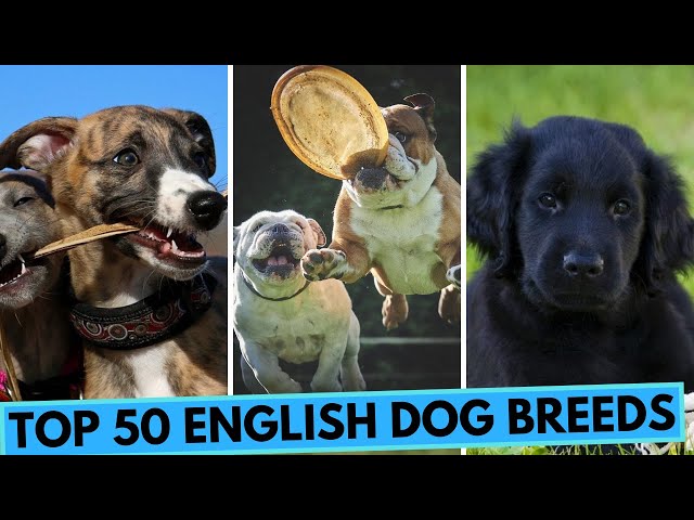 British Dog Breeds