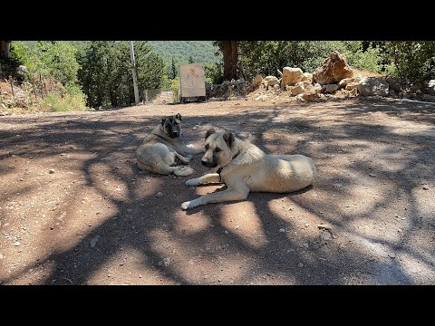 KANGAL KARACA VE ÇAVUŞ DIŞARDAN GELEN FİNO KARDEŞİ KOVALADI🤦🏽‍♂️