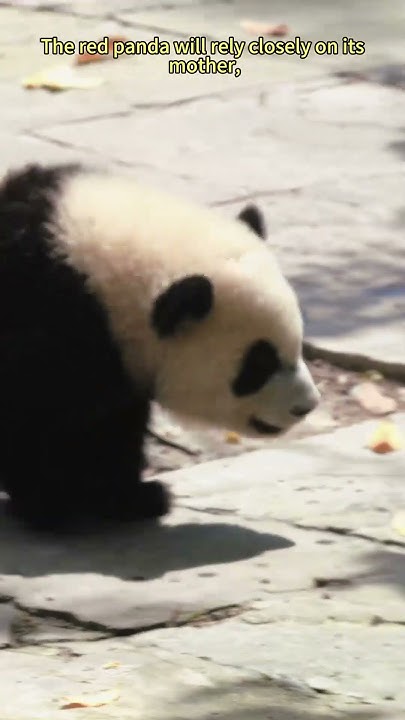 【Love Panda】大熊猫妈妈对小熊猫的严爱 The strict love of a mother panda for her baby #熊猫 #panda #我爱大熊猫 ...