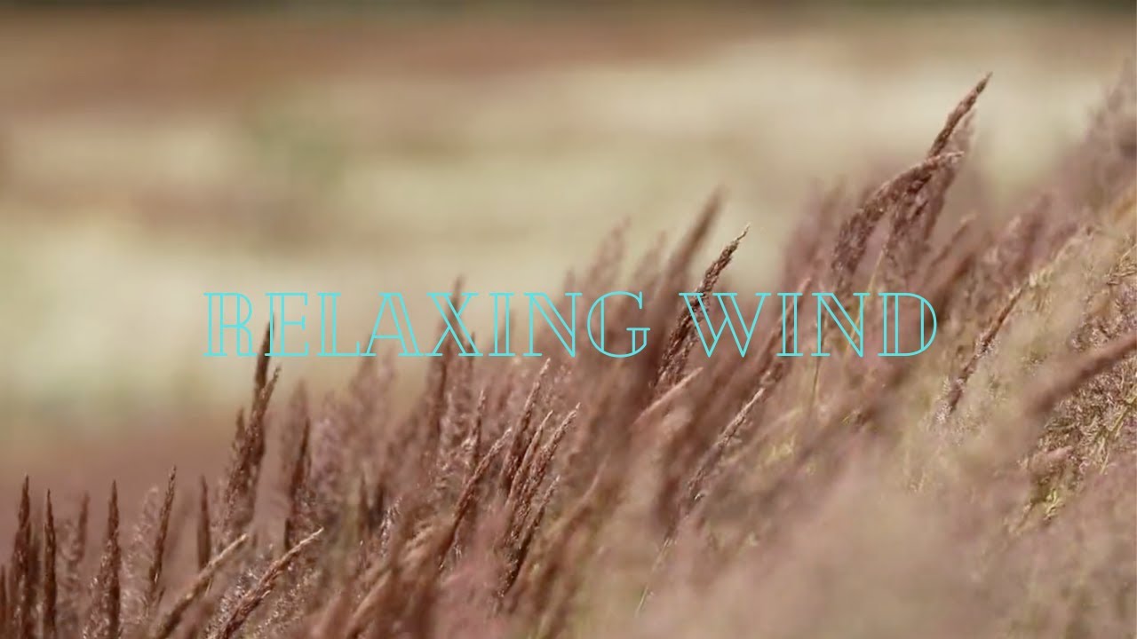 6 Hours of Relaxing Wind Sounds to Study, Relax, Focus, and Sleep ...