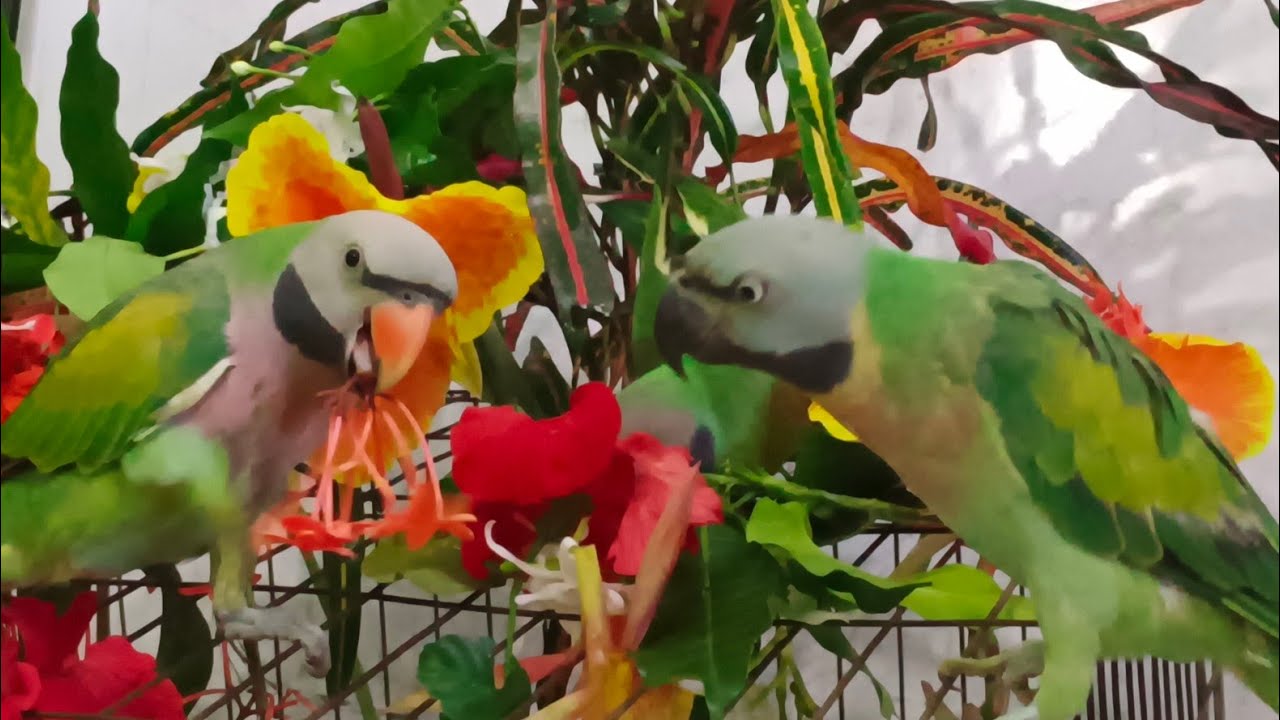 how to Tame a baby parrot?one of the easier processes.natural funny ...