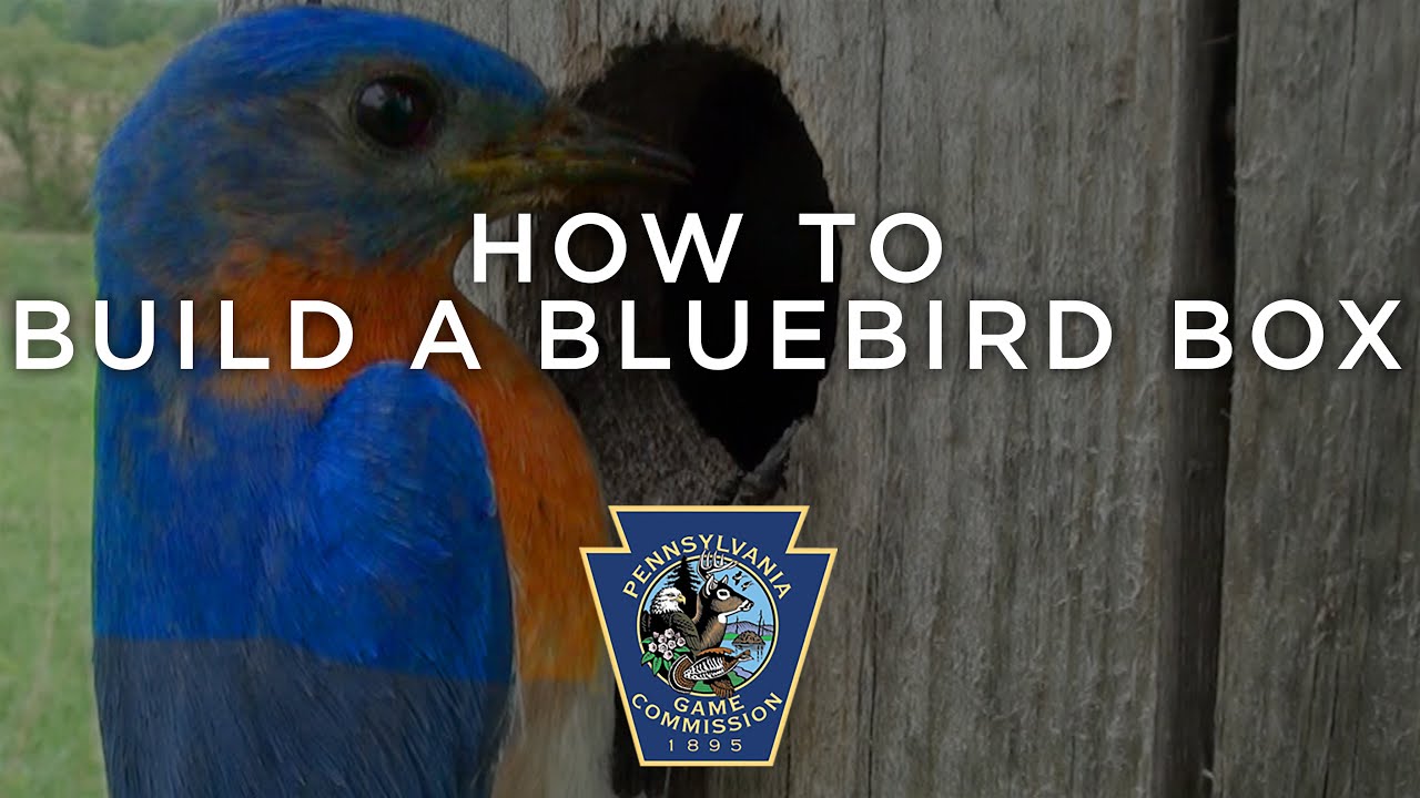 How To Build A Bluebird Box YouTube how-to-build-a-bluebird-box-youtube