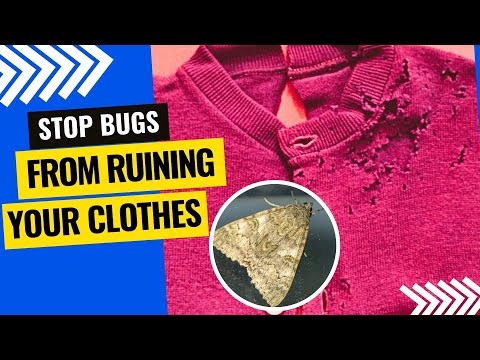 How To Control Clothes Eating Insects
