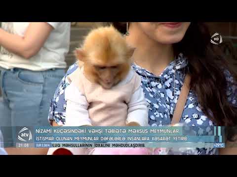 Nizami küçəsində qazanc üçün istifadə olunan meymunlar dəfələrlə insanlara hücum edib