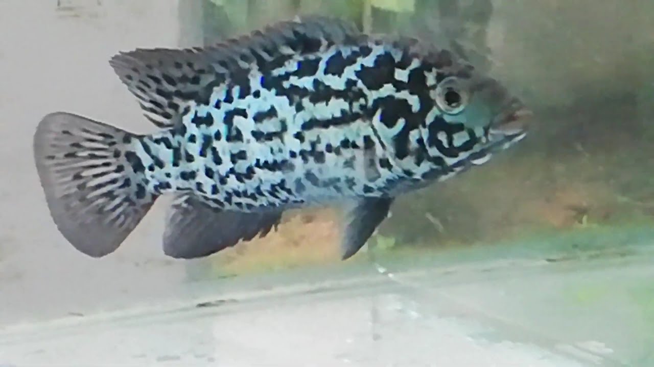 Cuban cichlid - YouTube
