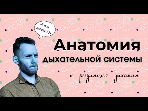 ДЫХАТЕЛЬНАЯ СИСТЕМА СТРОЕНИЕ И ФУНКЦИИ. МЕХАНИЗМ ВДОХА И ВЫДОХА