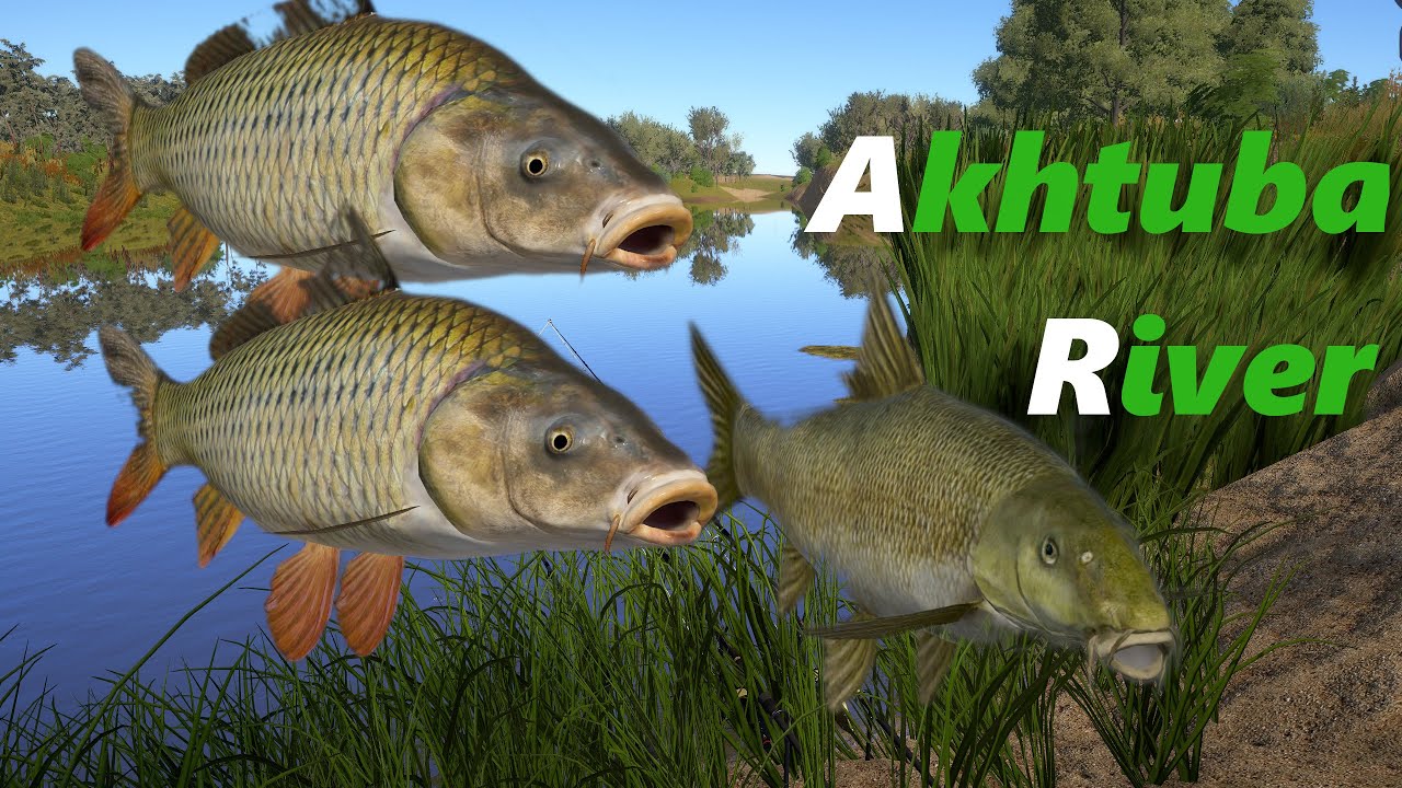 Wild Carp, Sazan Akhtuba River | Russian Fishing 4 RF4 - YouTube