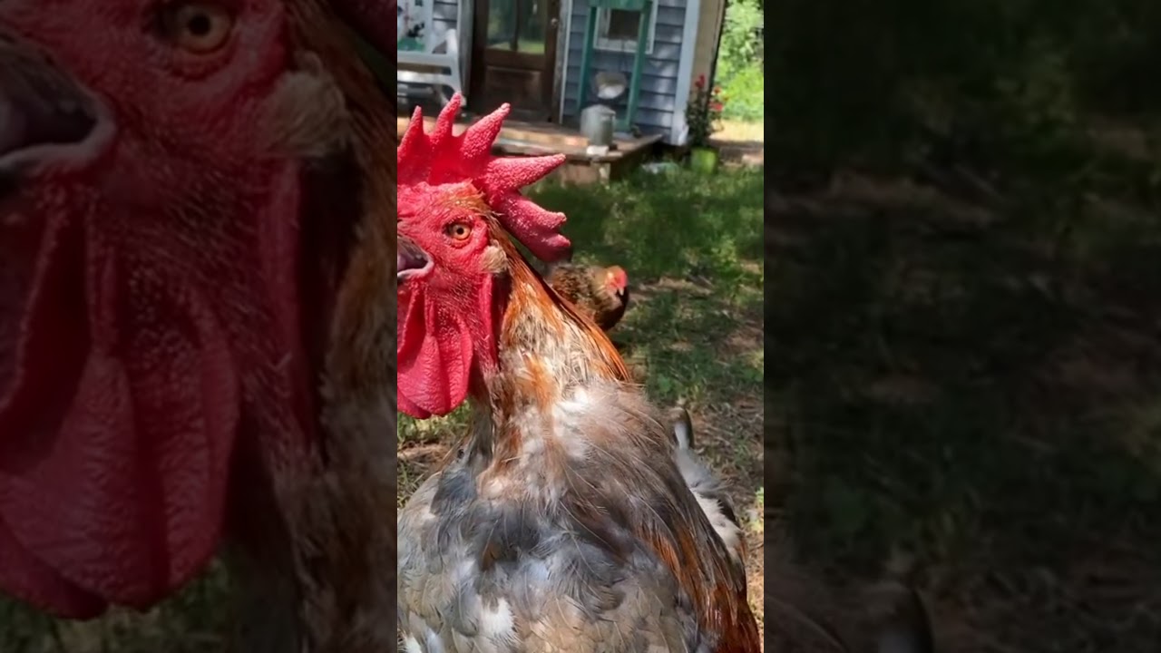 Rooster Crowing | Funny Rooster Crowing Sound Effect #Short - YouTube