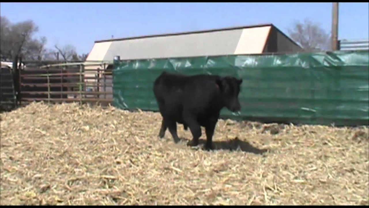 Dusty Prairie Ranch Lot 19 Bull 2014 Sale - YouTube