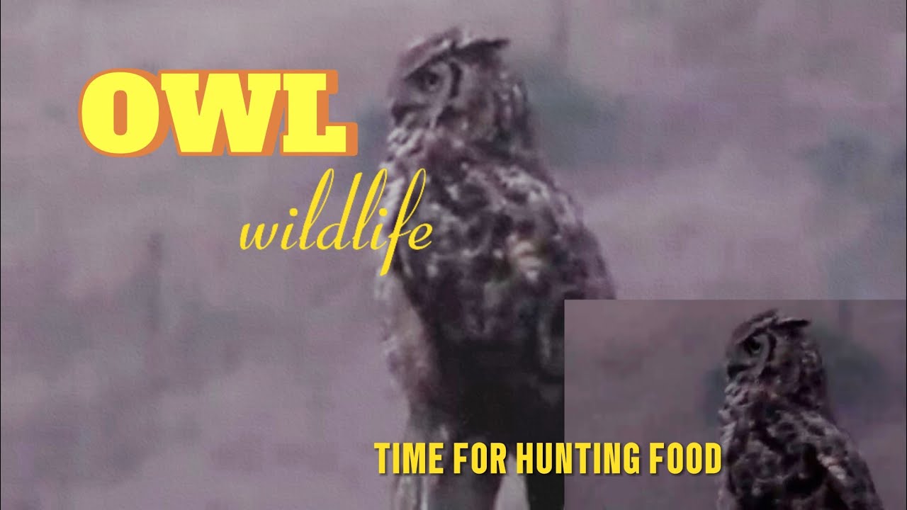 Owl ready for hunting food #wildlife #birds #nature - YouTube