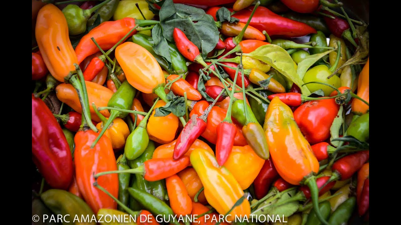 Camopi, Journée de l'abattis - YouTube