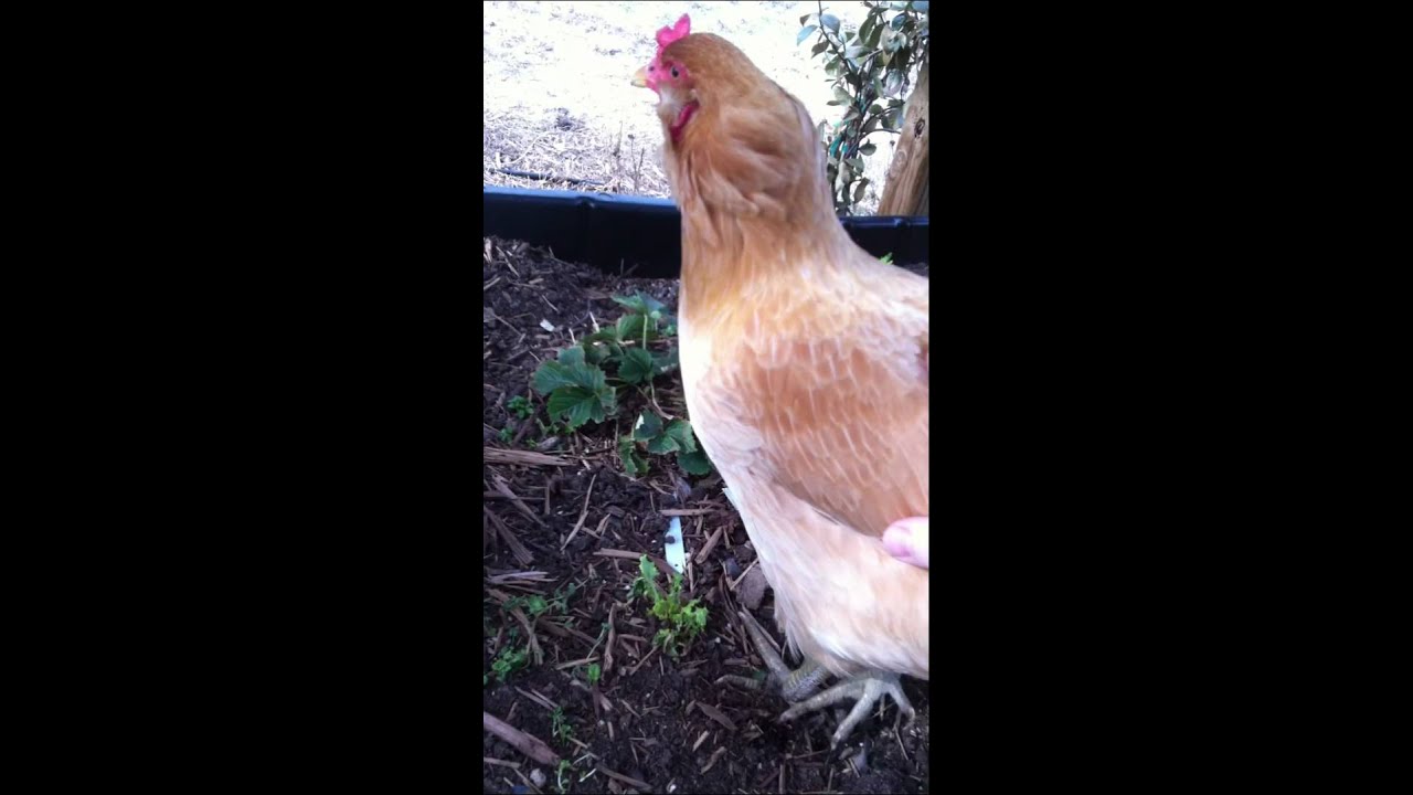 Screeching chicken - YouTube