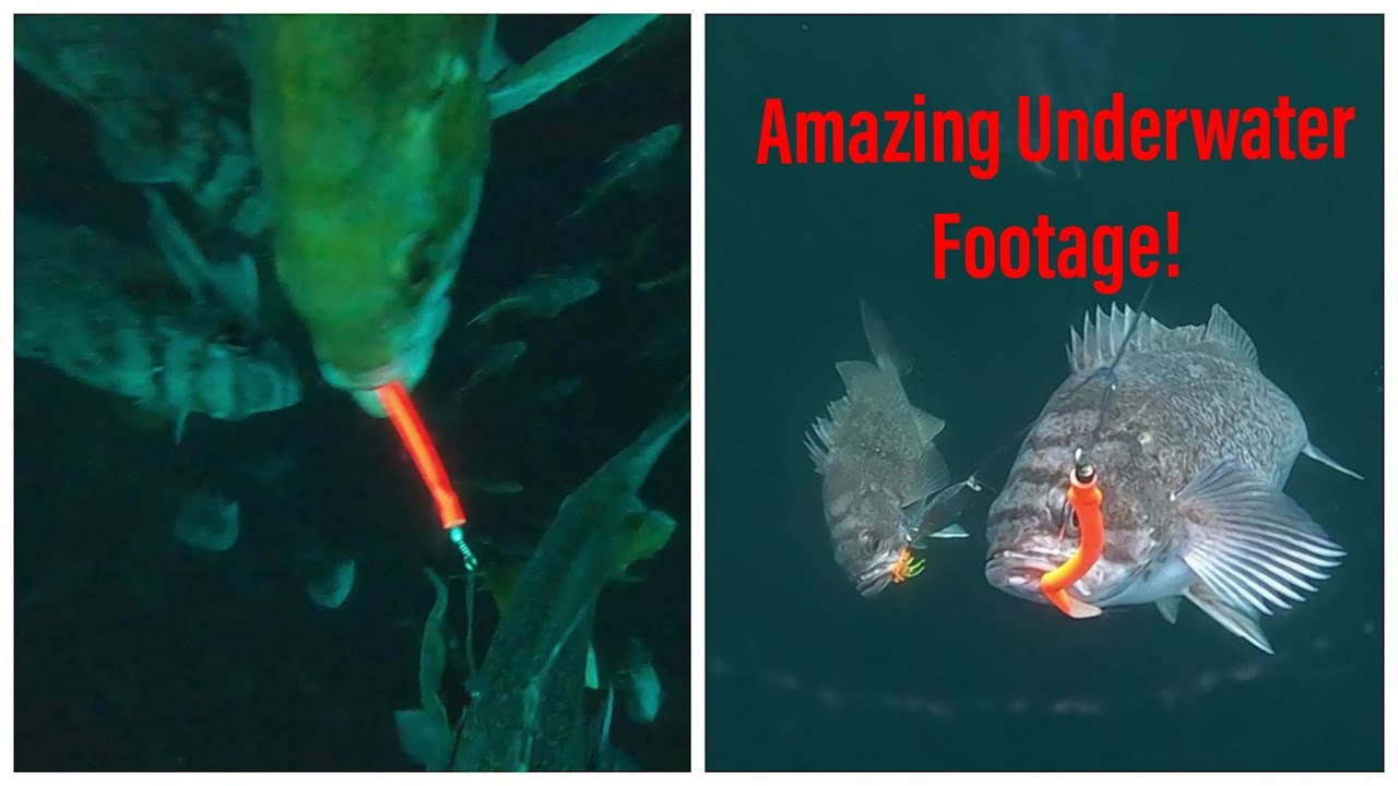 I Drop in on a Thick School of Rockfish! Amazing Underwater Footage ...