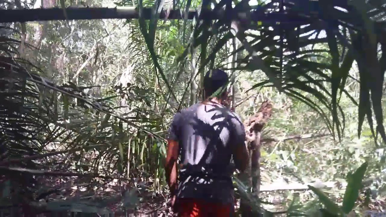 Quarta parte - caminhada na Mata - YouTube