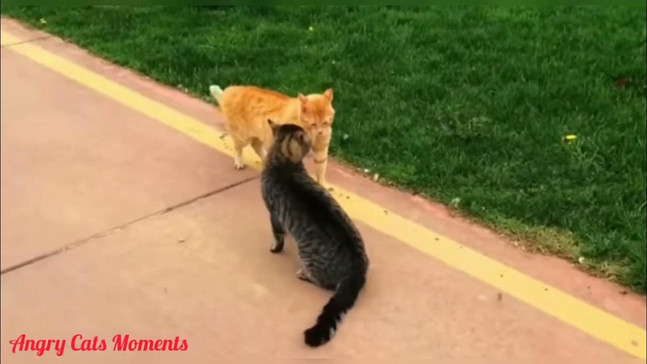 Cat Fighting | Cat Fight Compilation Video | Big Alley Cats Fight | Pelea fe gatos | Real Cat ...