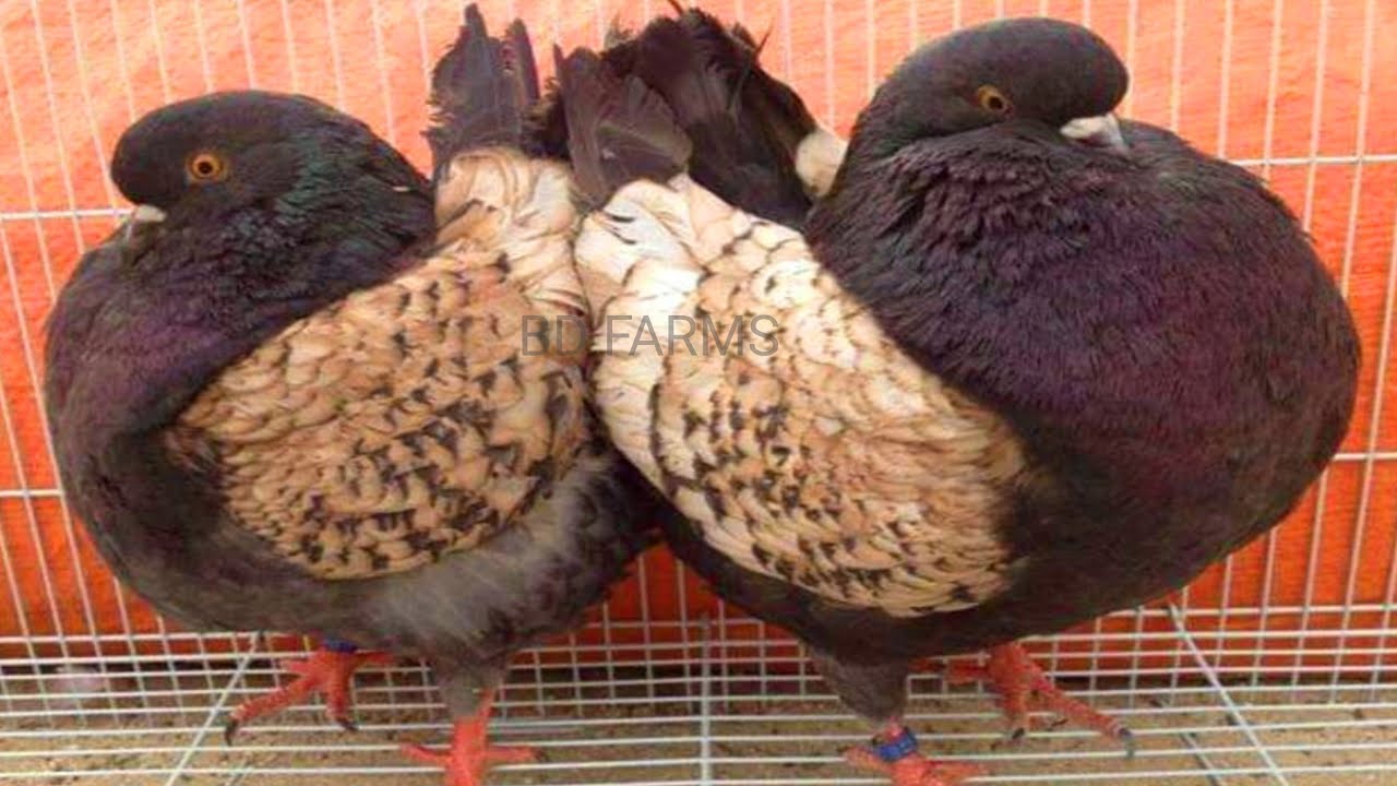 Amazing Top Exotic Fancy King Pigeons | King Pigeons Breeds | Modena ...