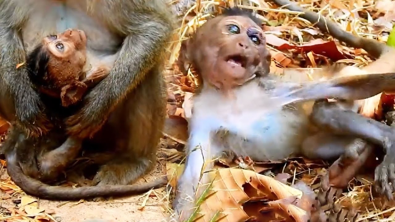 The little monkey had an accident and now he can't stand anymore. - YouTube