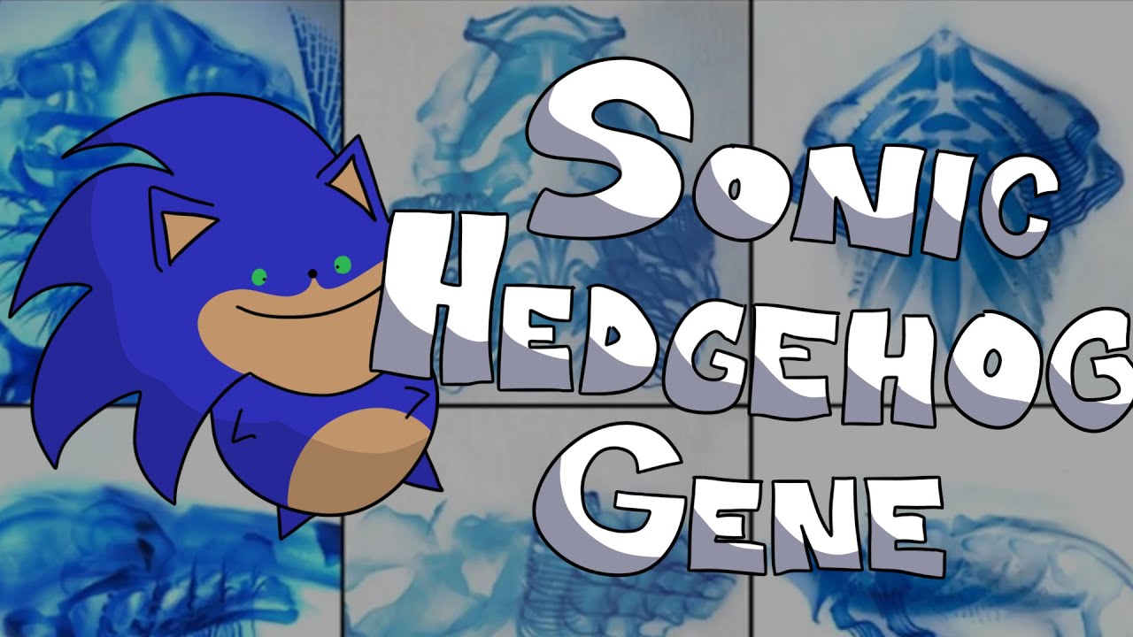 The Sonic Hedgehog Gene - YouTube