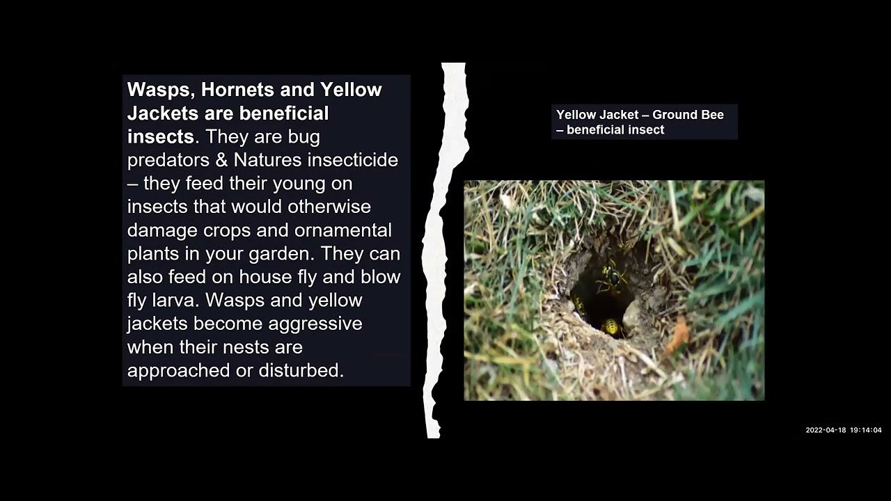 GT Bees The Good, the Bad, and the Ugly - YouTube