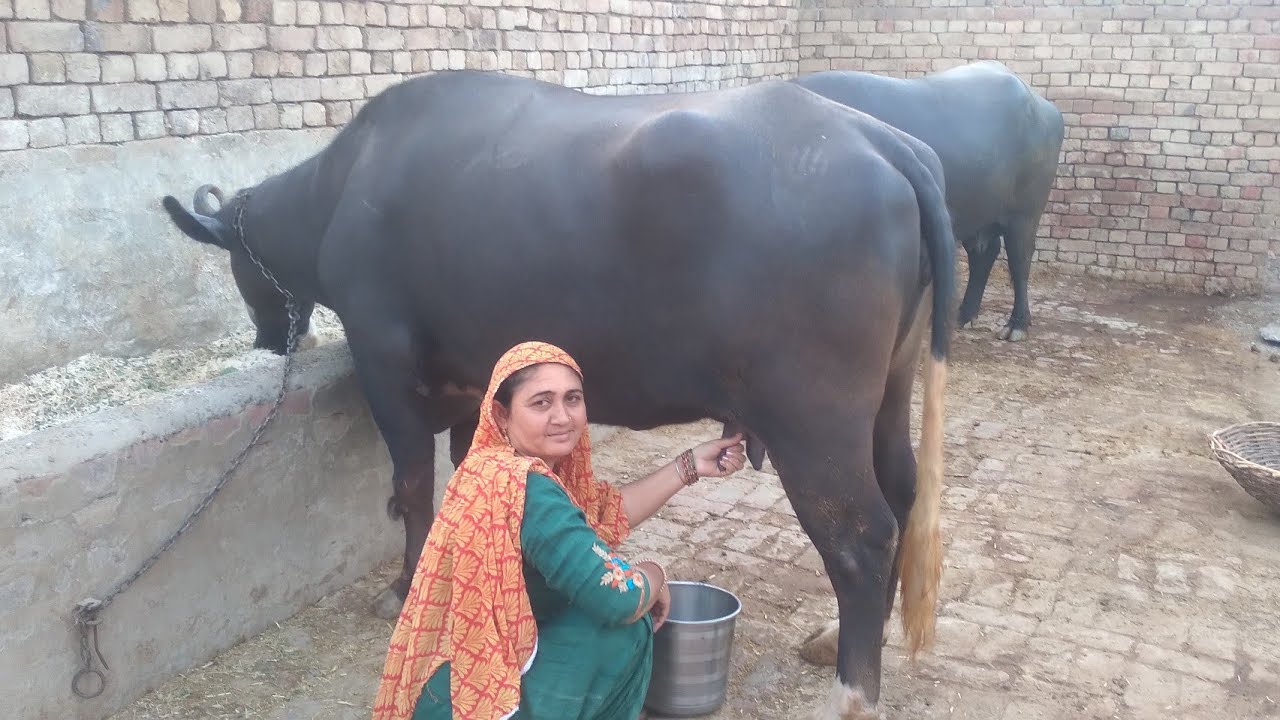 buffalo milking by hand ||how to milk buffalo 😍🐃... village_girl_life# ...