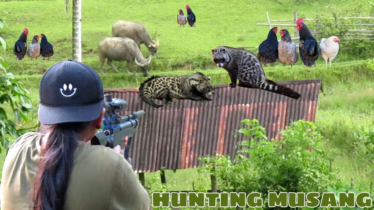 HUNTING MUSANG KURSUS PEMAKAN TERNAK SNIPER POIN FULL MOSTER LUAR BIASA ...