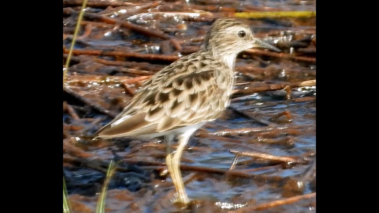 Long-toed Stint | Bird | Birdwatching | Wildlife | Nature | Port Blair ...