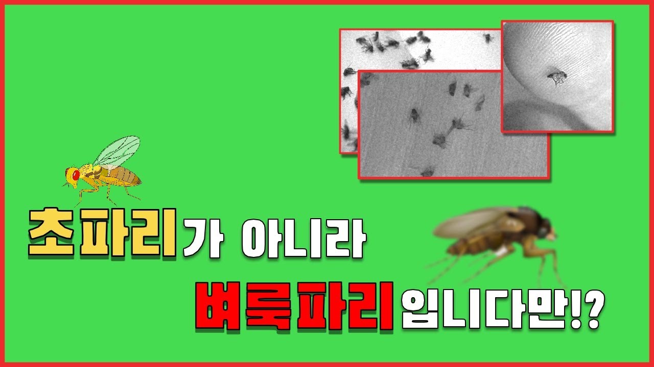 벼룩파리 퇴치 대작전 Feat 초파리 날파리 Youtube