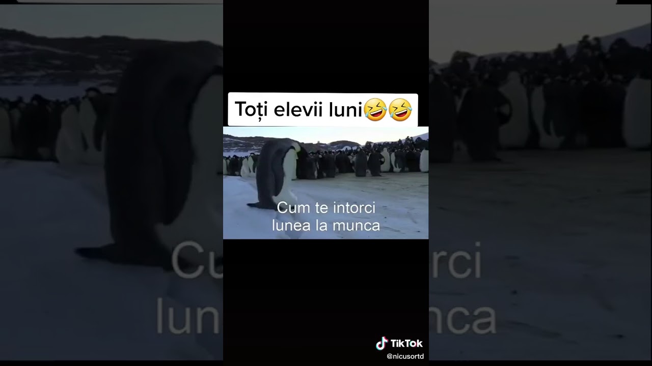 Cand copii vin la scoala si cand pleaca de la scoala - YouTube