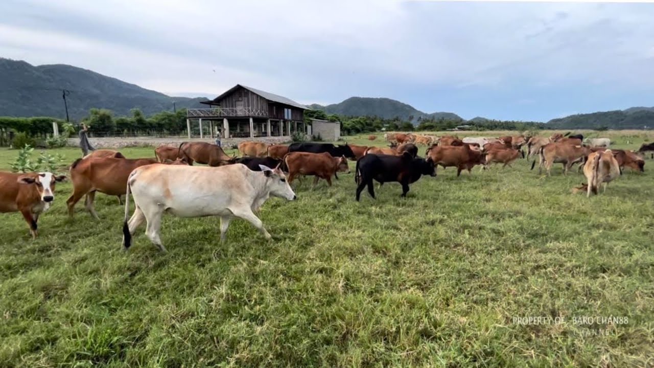 Cow videos, Cows mooing Cow sounds | Cow video - YouTube