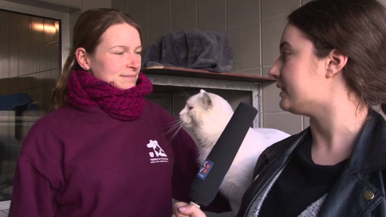 Pfötchen sucht Händchen im Tierheim Mainz - YouTube