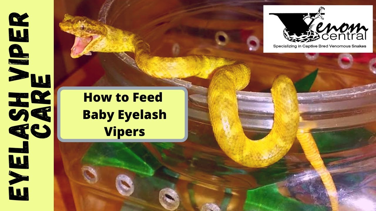 How-to Eyelash Viper Baby Feeding | Tips & Tricks Feeding Venomous ...