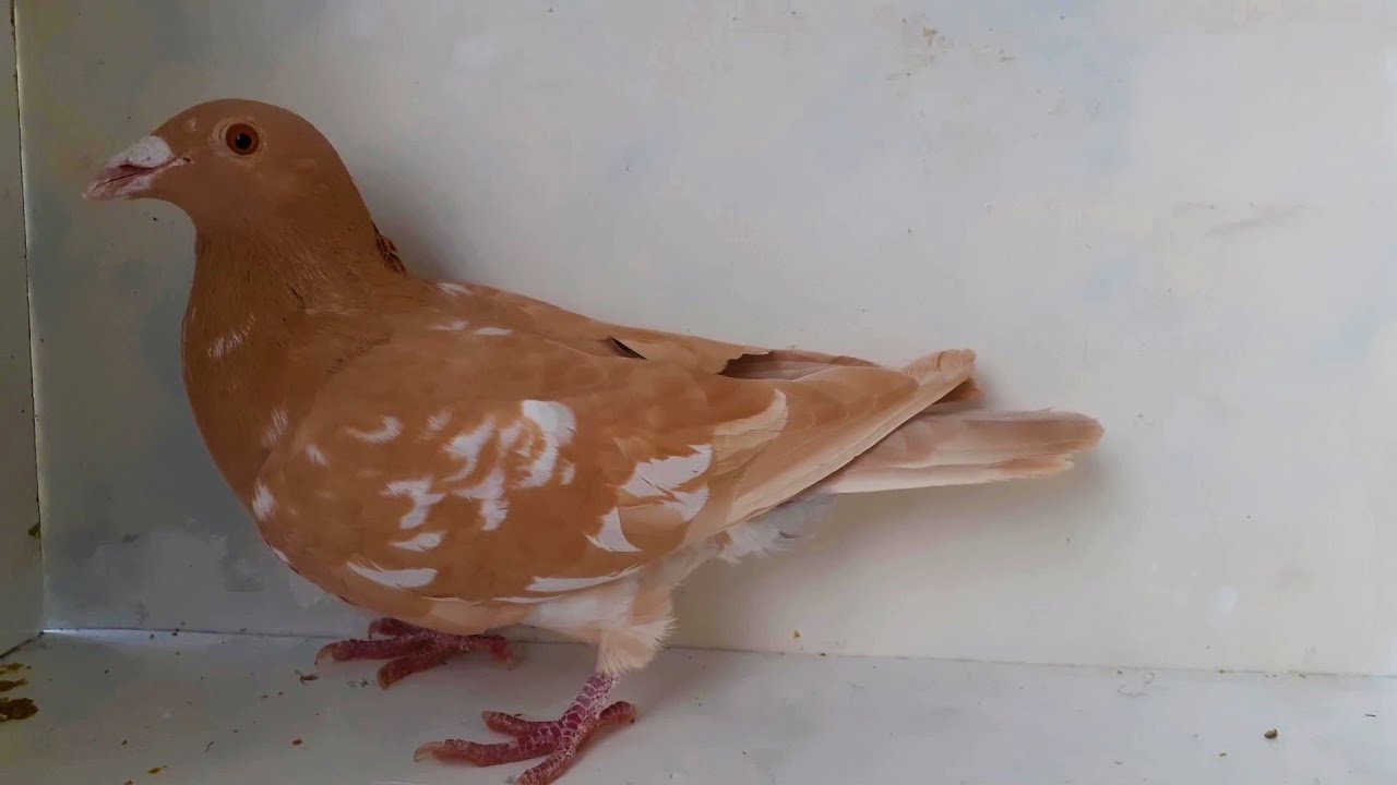 MEULEMANS RACING PIGEONS TIL 6982003778 - YouTube