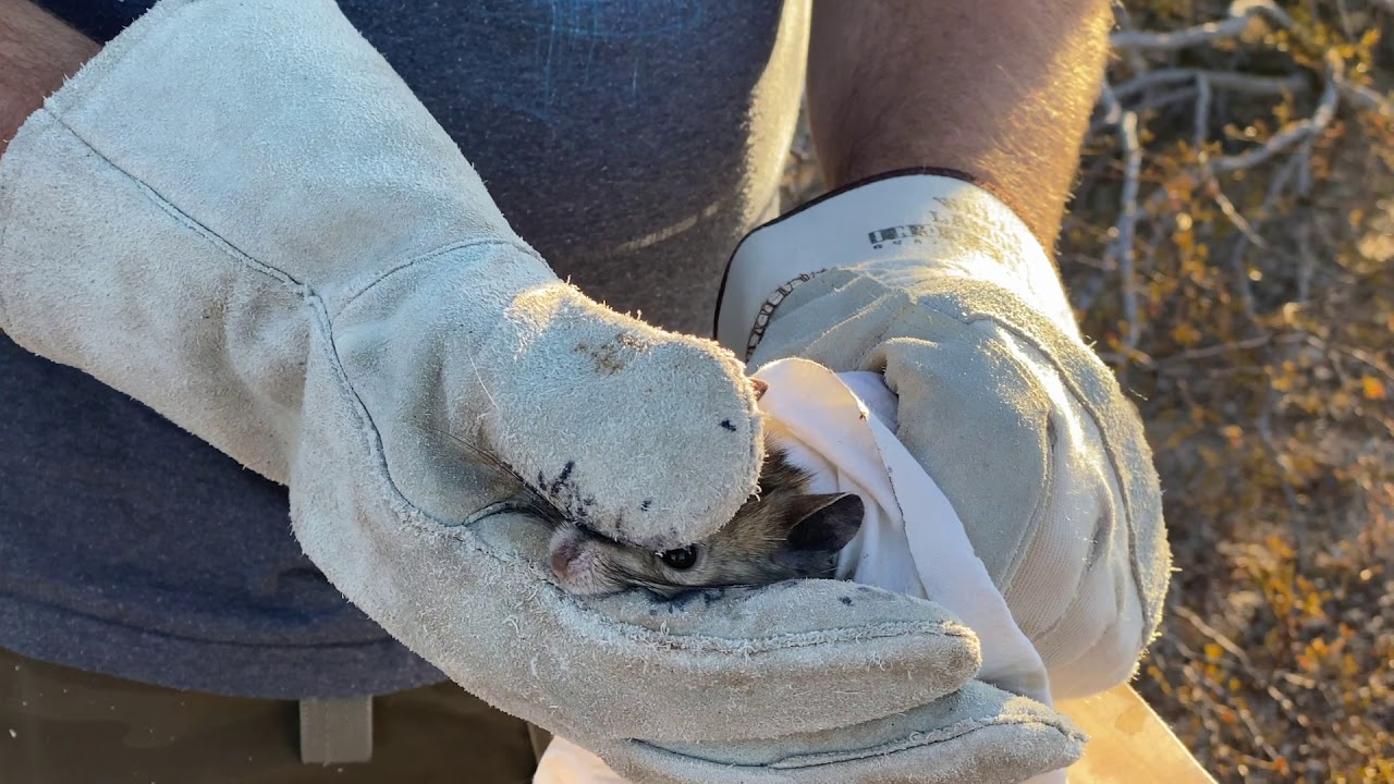 Checking the Traps - Second Trapping - YouTube