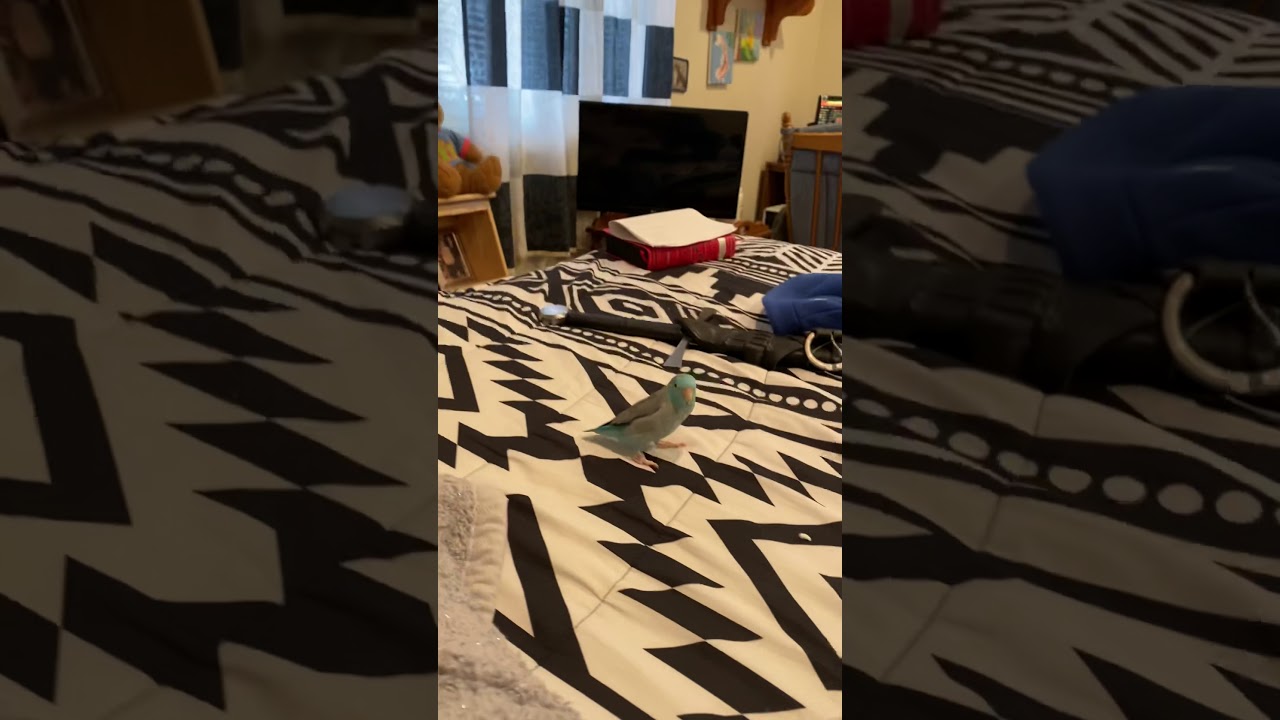 Parrotlet Blueberry doing the wiggle neck dance - YouTube