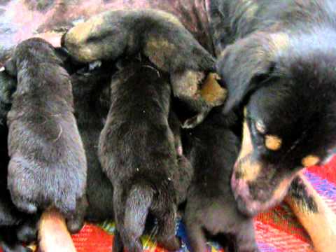 los perritos tomando leche - YouTube