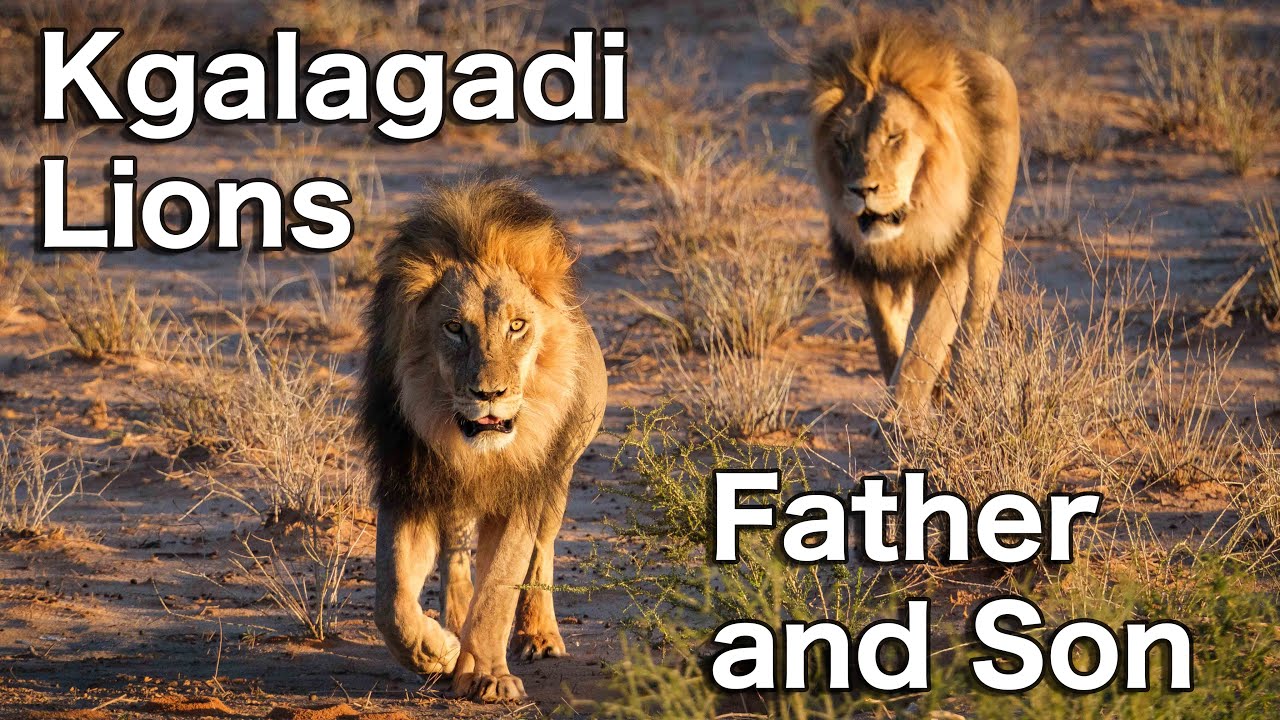 Tow Kgalagadi Lions【animals, 4K, africa, botswana, nature, relax ...