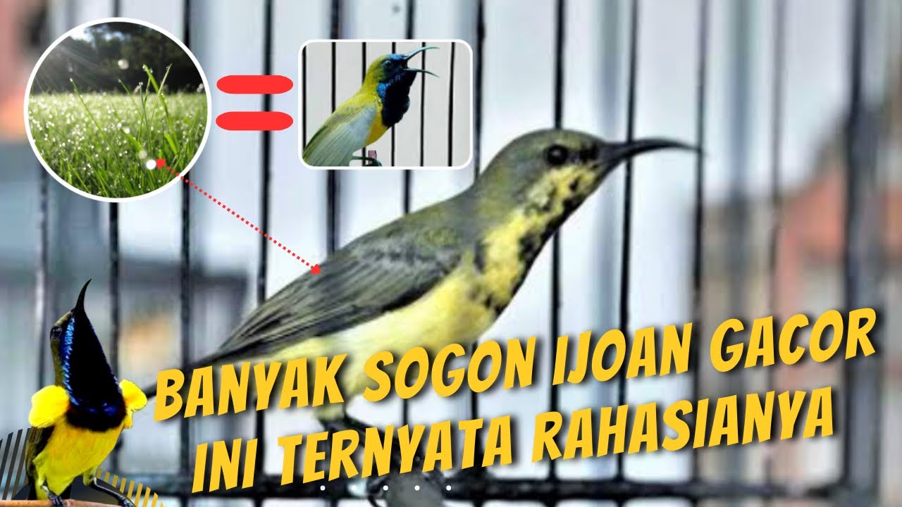 Terapi Sogon Bahan ijoan Agar Cepat Bunyi - Sogon Gacor - YouTube