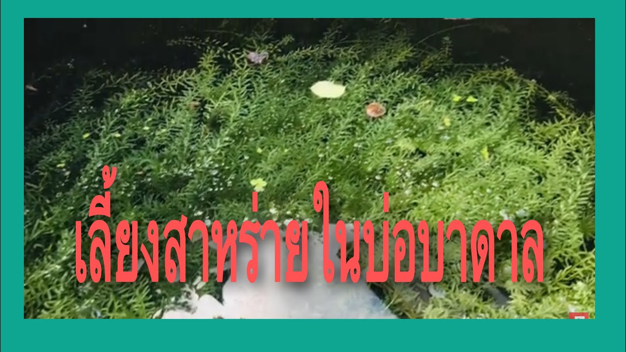 Ep026 สาหร่ายหางกระรอก สาหร่ายพุงชะโด ไม้น้ำ Youtube