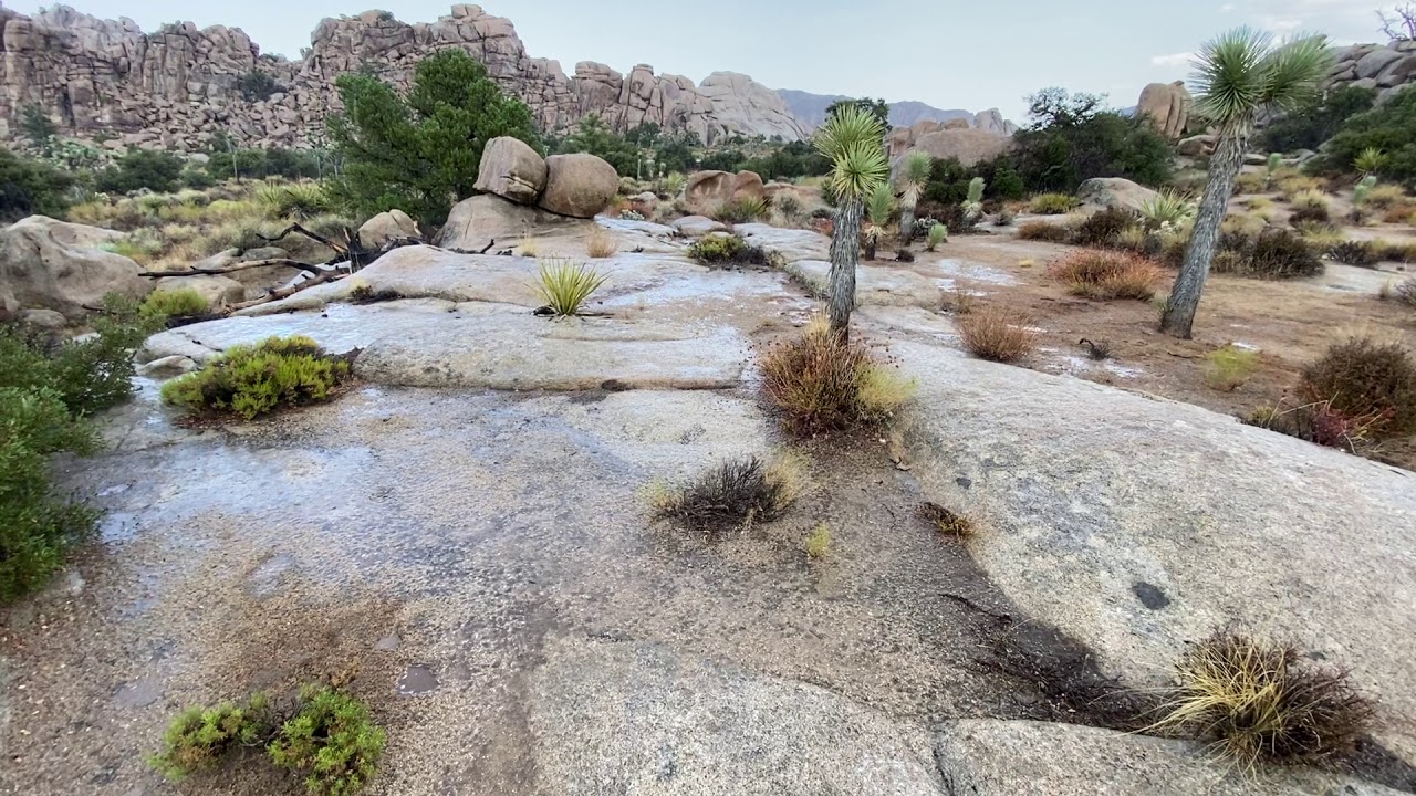 August 2020 Rain at Joshua Tree National Park - YouTube
