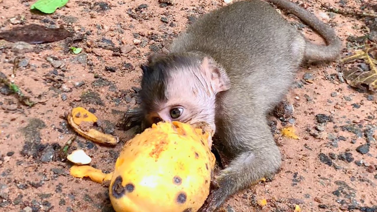 Most Admirable! Monkey Moby Is Very Kind And Share Big Mango With Some ...