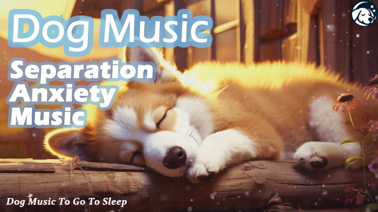 Dog Music💖🐶 "Alone at Home: Doggy Tunes" Relaxing Sleep Music for dogs ...