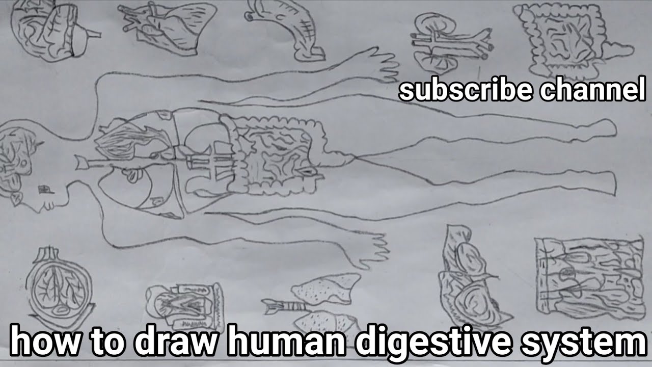 how to draw human digestive system - YouTube