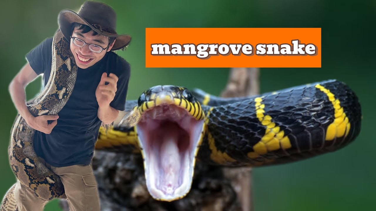 ular punti.. mangrove snake - YouTube