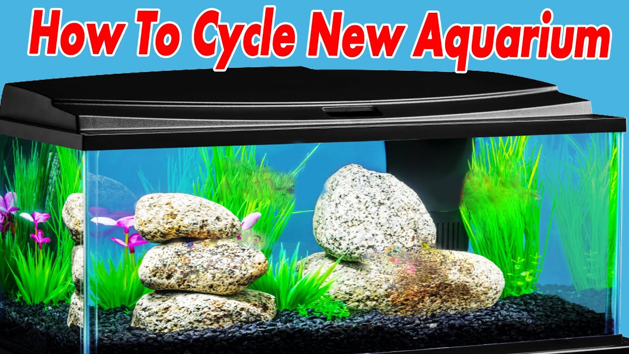 Aquarium cycling process | Aquarium nitrogen cycle | Aquarium cycle ...