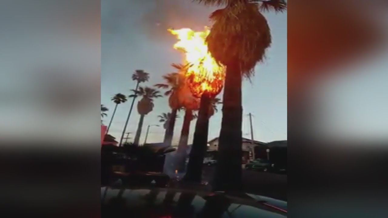 Roman candle sparks palm tree fire - YouTube