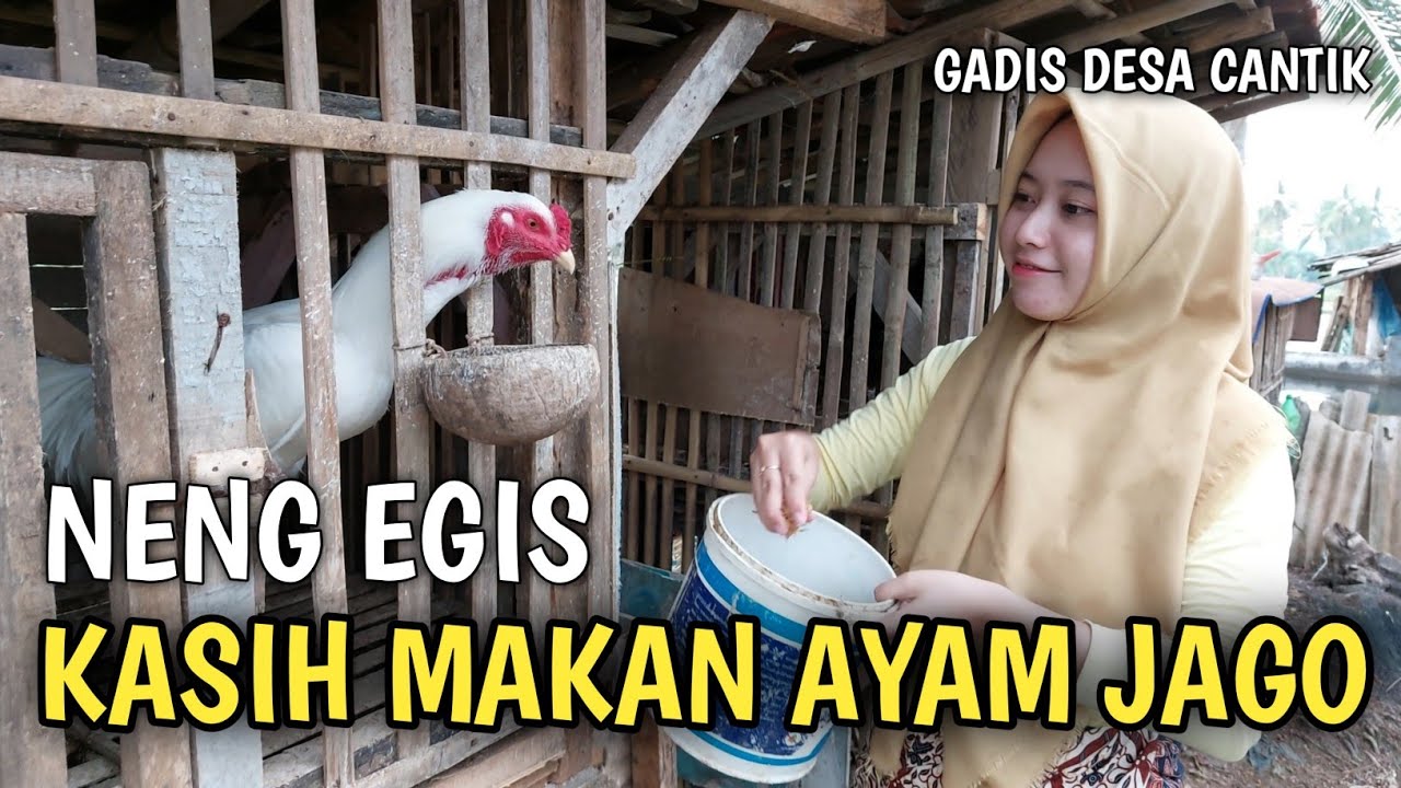 Neng Egis gadis desa cantik | Ayam jago putih di ajak ngobrol | ngabuburut di suasana pedesaan ...