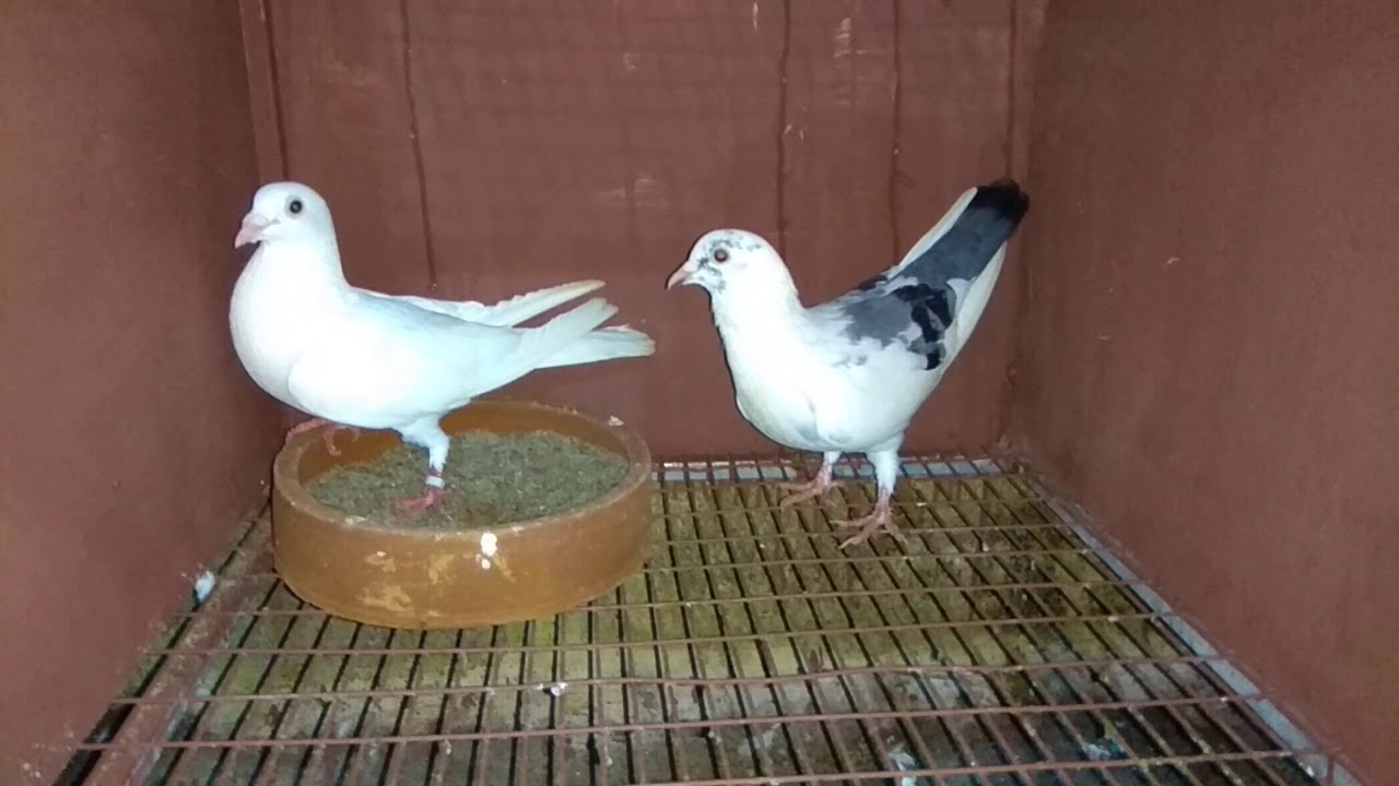High flying pigeon Parava Pravu Aaa 145 - YouTube